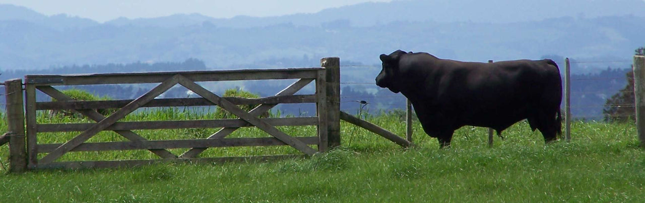 Australian Lowline Cattle Association Shop