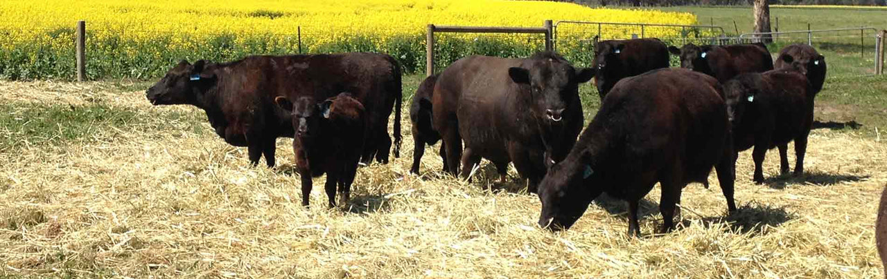 Australian Lowline Cattle Association Shop