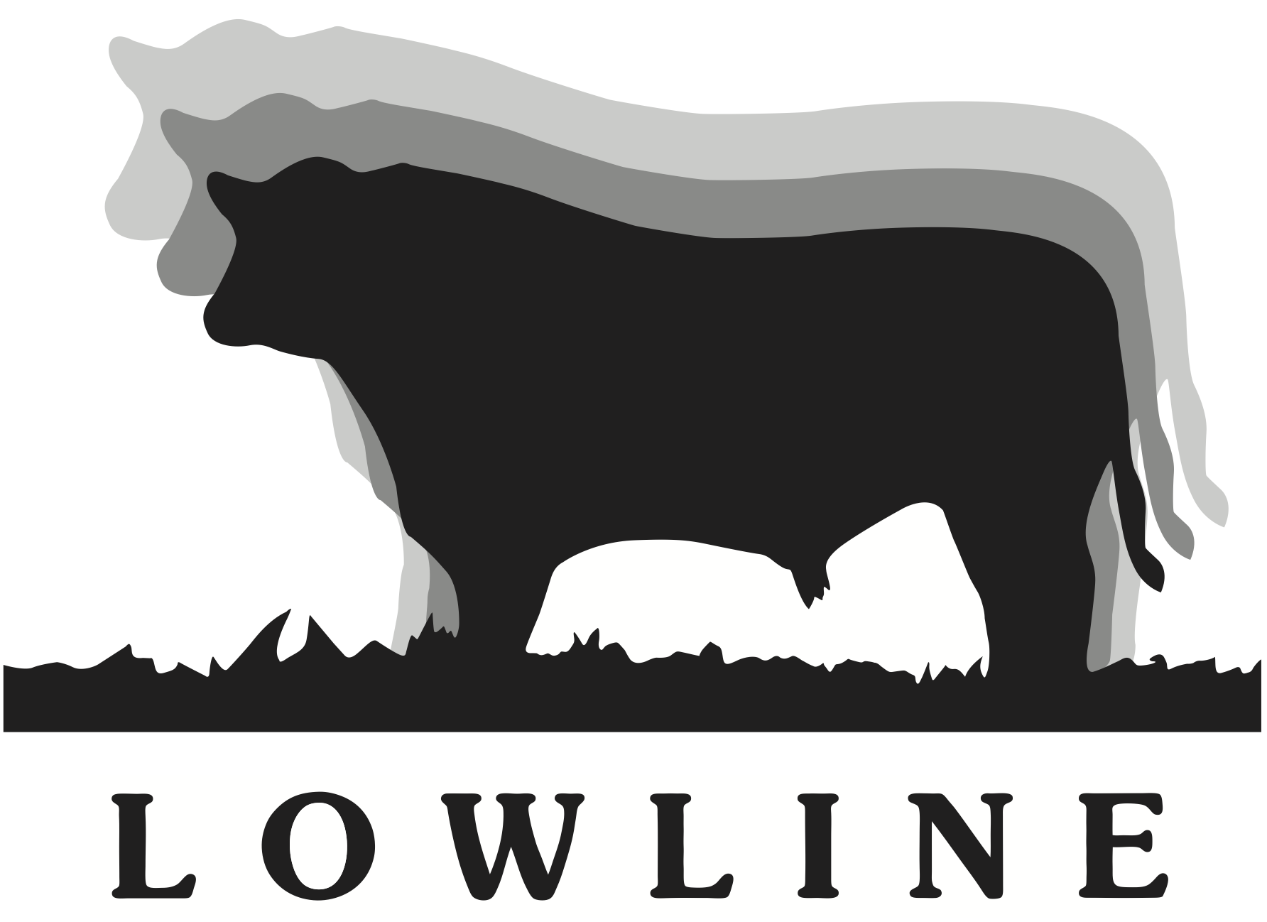 Contact Us – Australian Lowline Cattle Association Shop