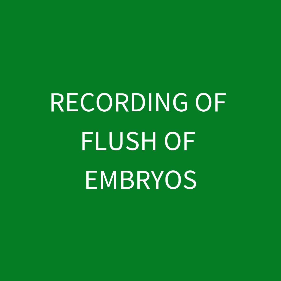 Recording of Flush of Embryos – Australian Lowline Cattle Association Shop